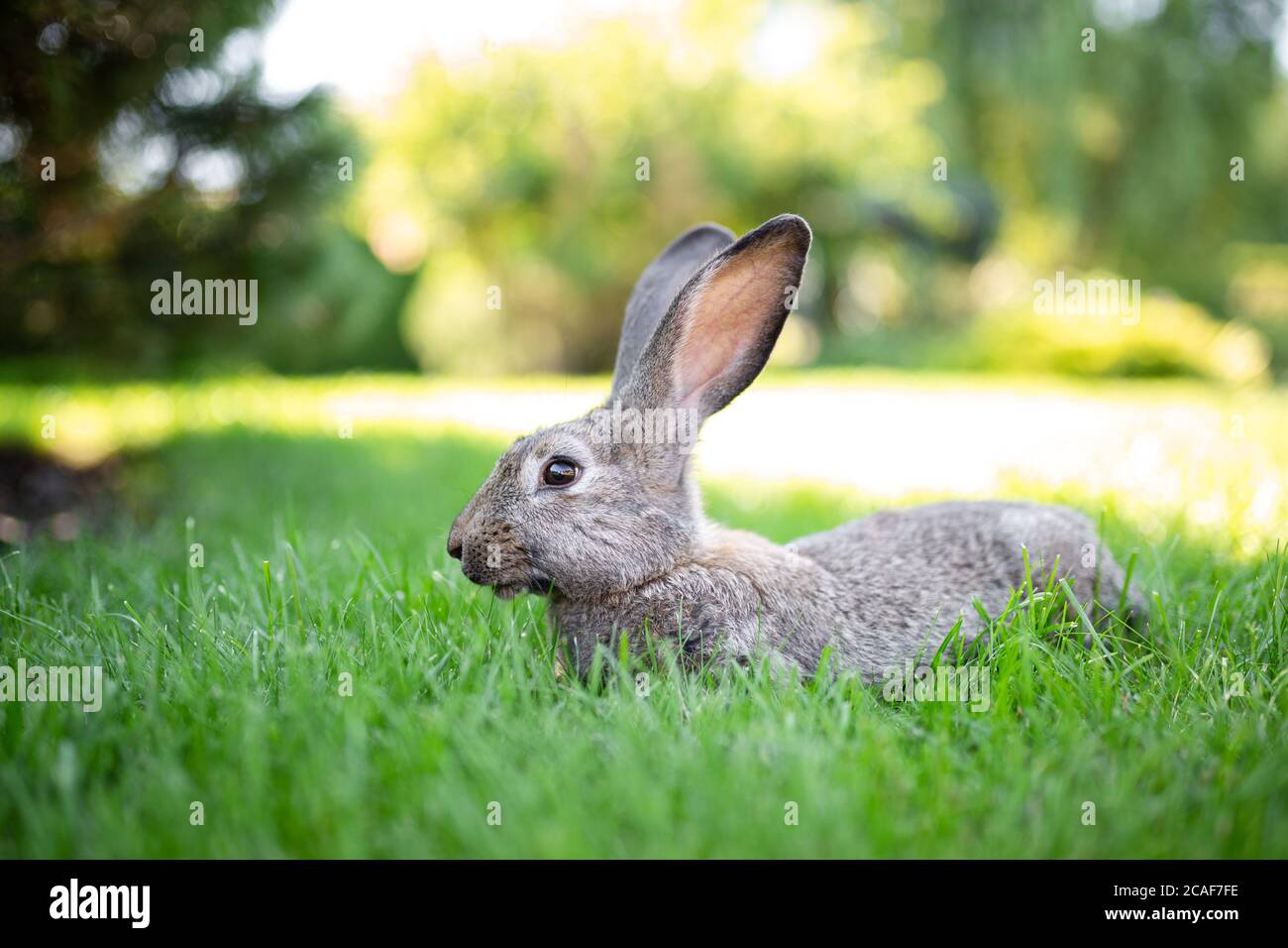 Grey Bunny High Resolution Stock Photography and Images - Alamy