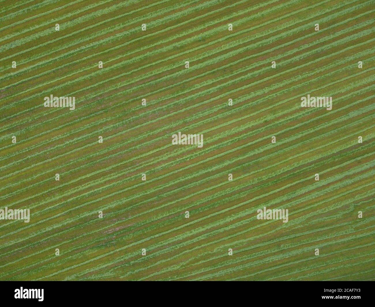 Aerial. Green grass texture background. Top view from drone Stock Photo ...