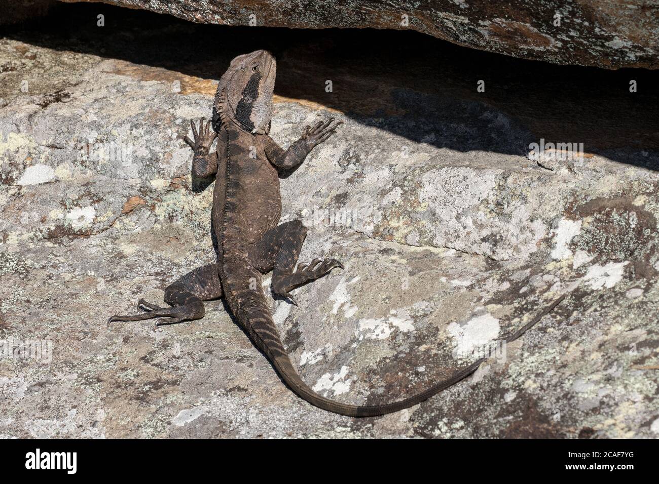 Eastern Water Dragon basking on rock outside it refuge Stock Photo - Alamy