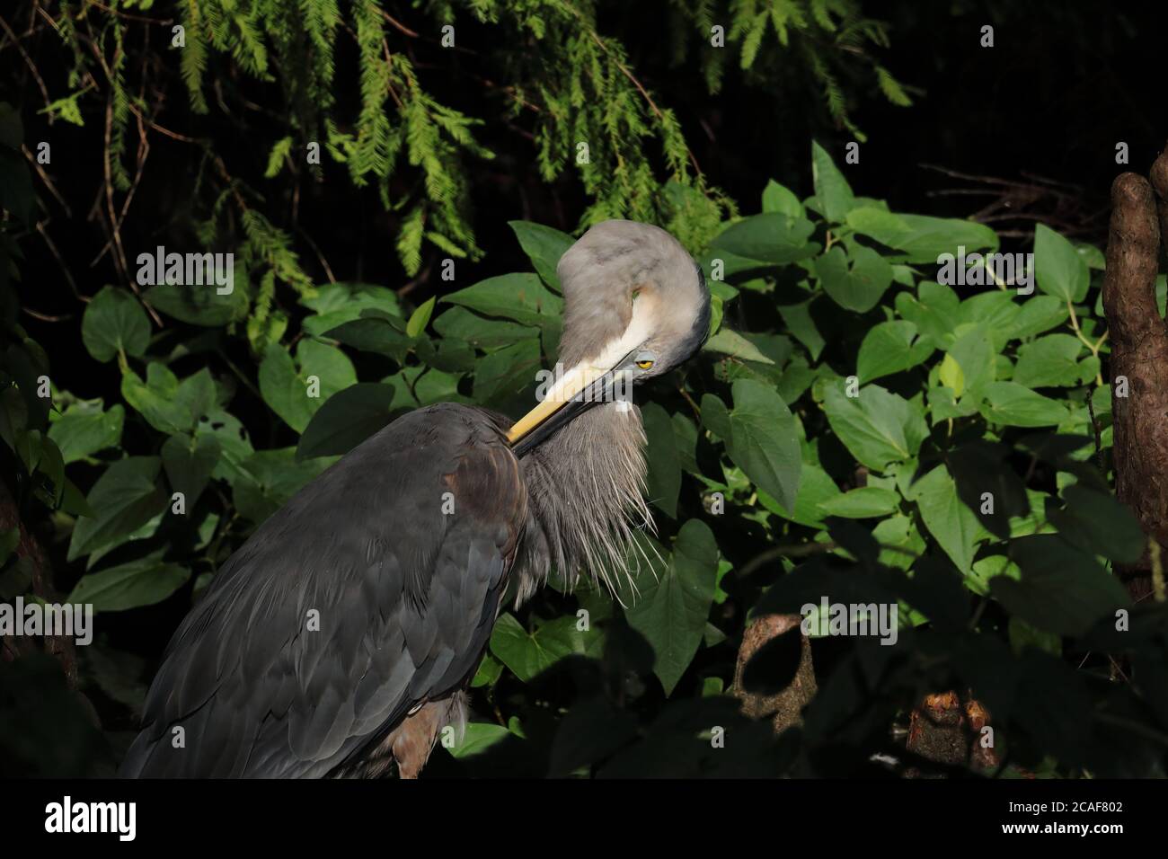 Preening heron hi-res stock photography and images - Alamy