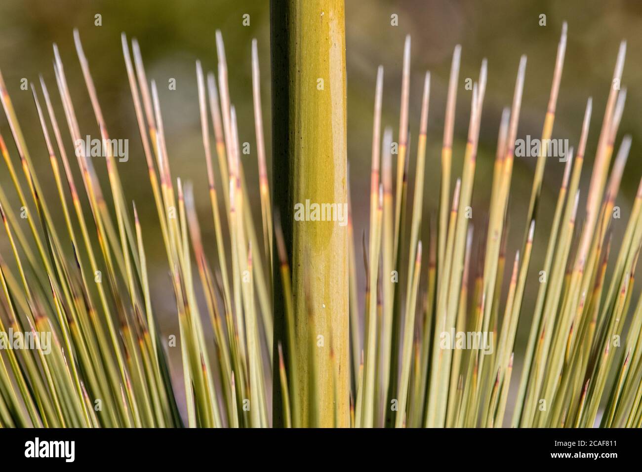 Flower spike and leaves of the Oval Grass Tree Stock Photo - Alamy