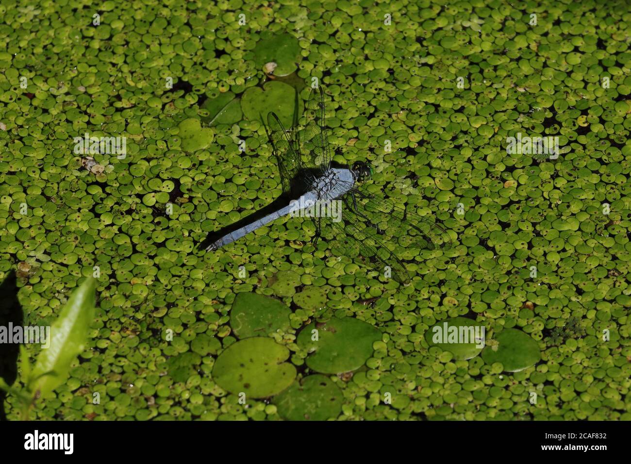 Dragonfly on small plant growth at Reelfoot Lake, TN Stock Photo - Alamy