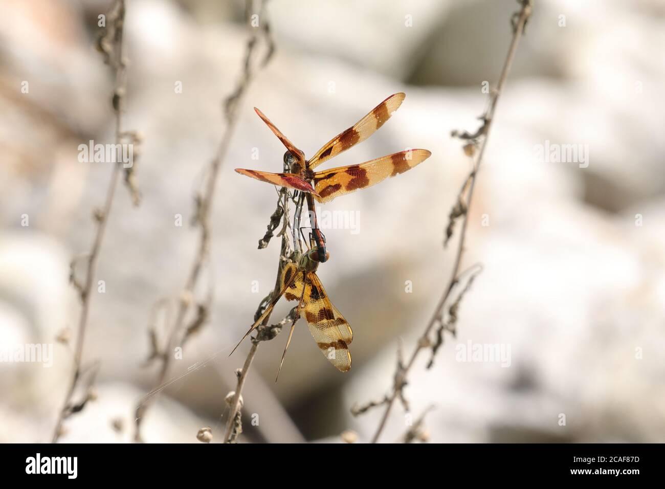 Flying insect mating hi-res stock photography and images - Alamy