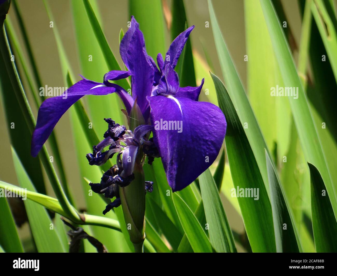 White and yellow spotted iris hi-res stock photography and images - Alamy