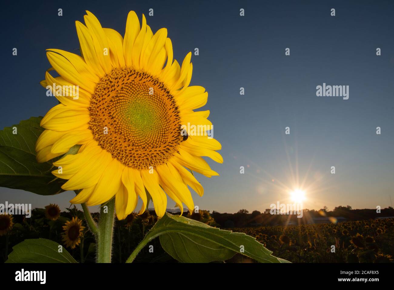 Evening sun sunflower hi-res stock photography and images - Alamy