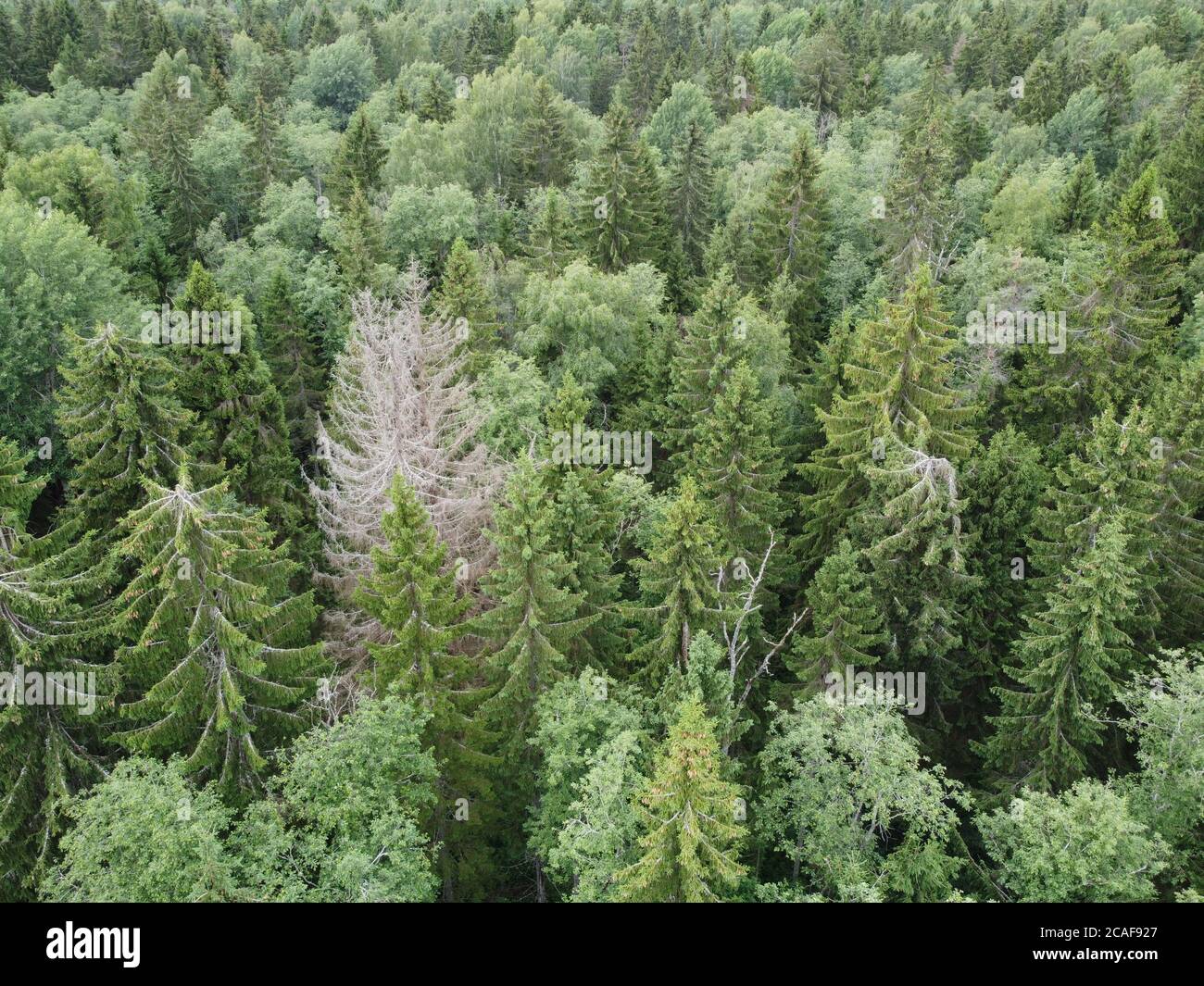 Aerial view field green forest hi-res stock photography and images - Alamy