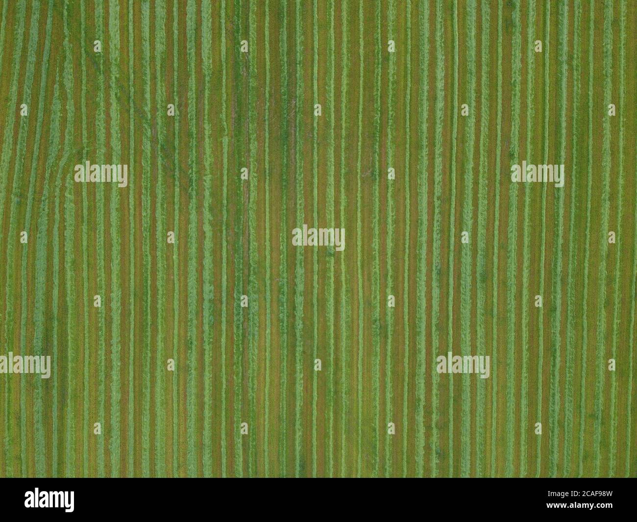 Aerial. Green grass texture background. Top view from drone Stock Photo ...