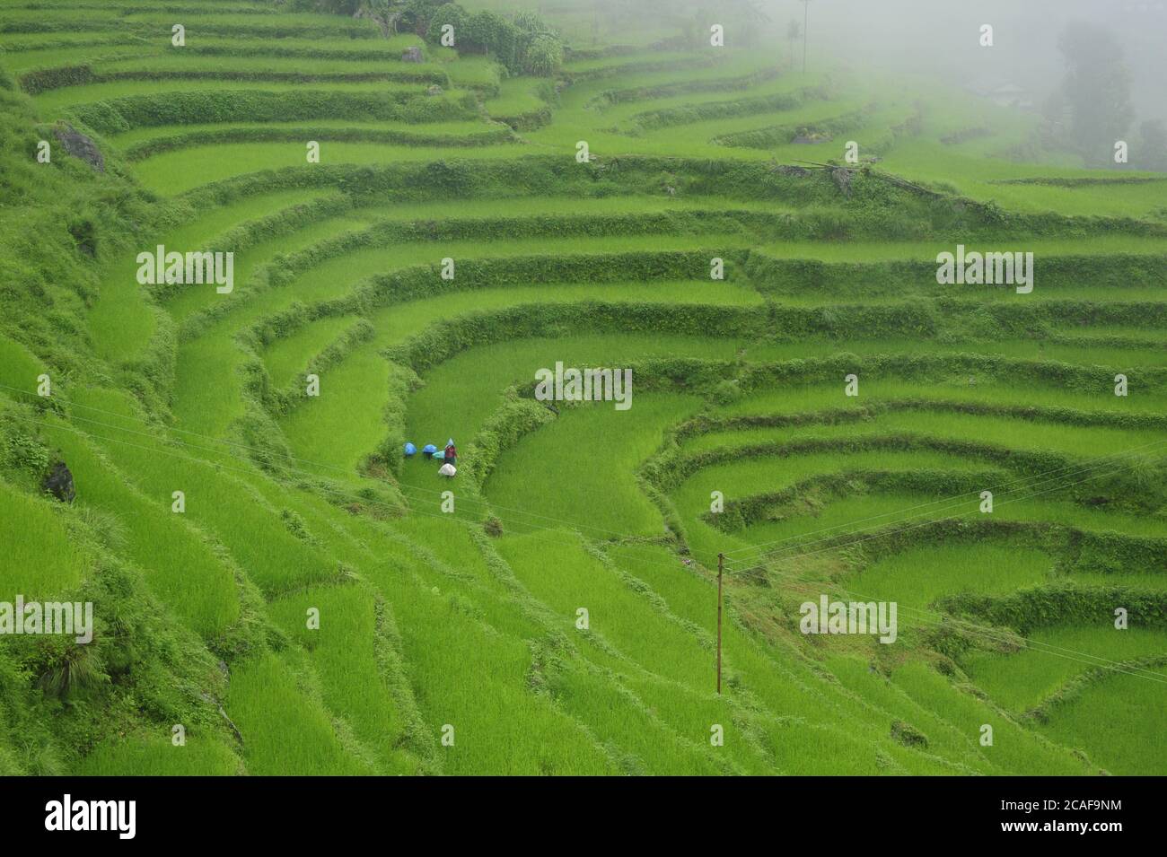 Beautiful green terraced rice fields located in the Himalayas, Nepal ...