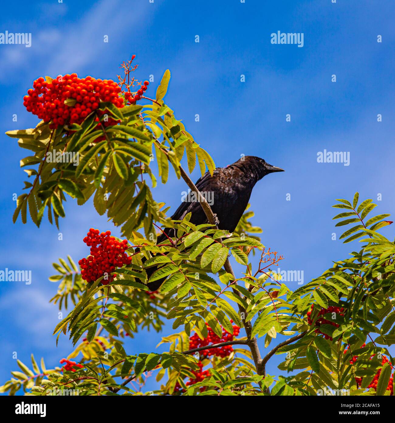 Crow ash tree hi-res stock photography and images - Alamy