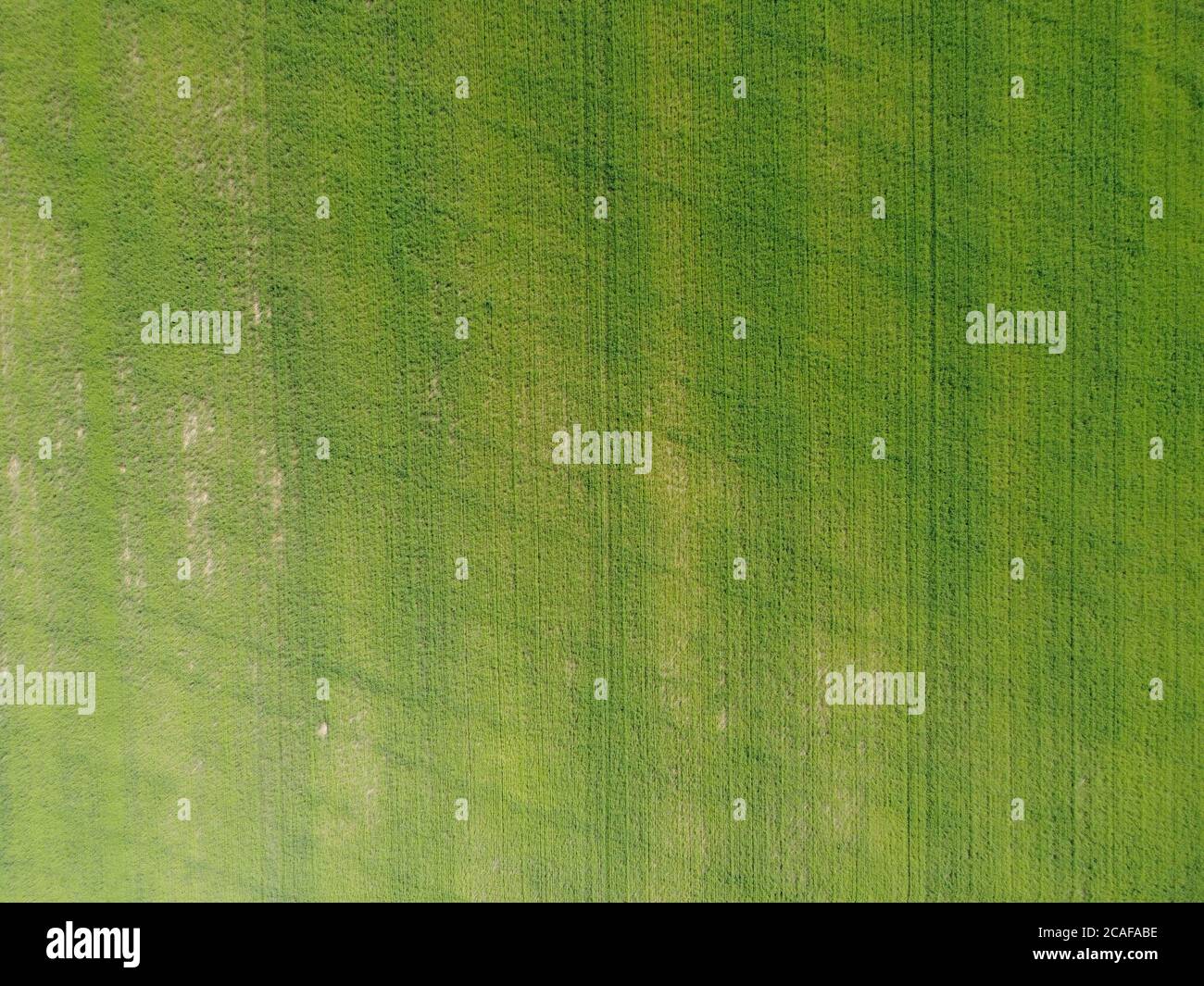 Aerial. Green grass texture background. Top view from drone Stock Photo ...