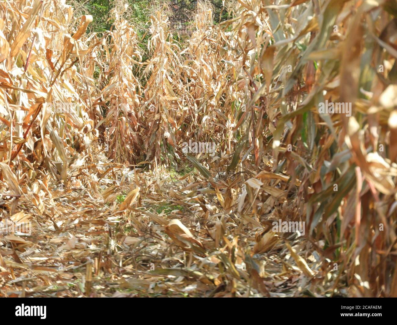 Closeup of yellow dry corn straws outdoors during daylight Stock Photo ...