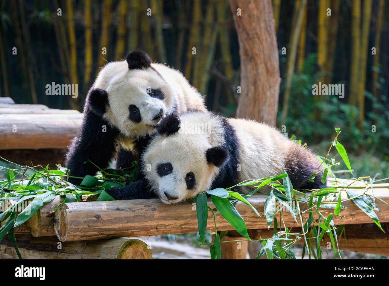 Two cute giant pandas playing together Stock Photo - Alamy
