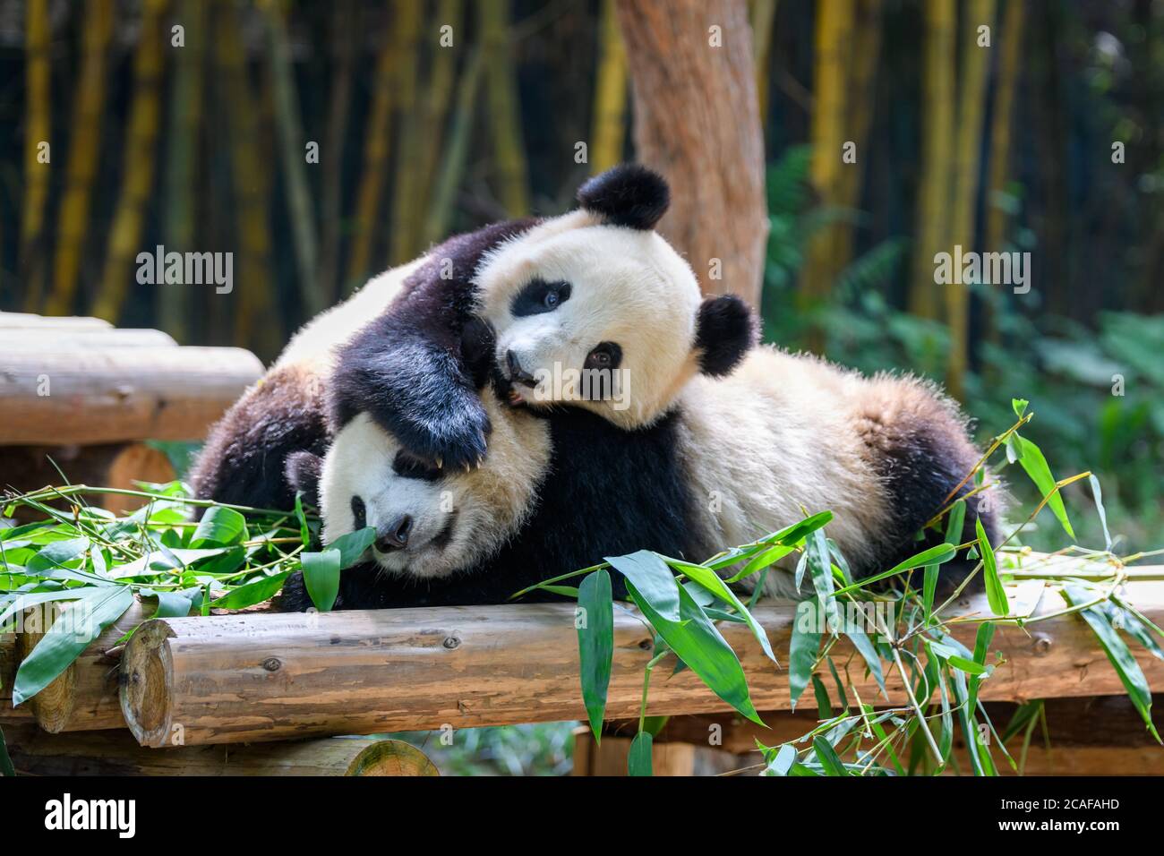 Two cute giant pandas playing together Stock Photo - Alamy