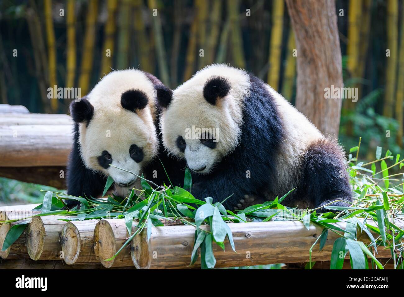Two cute giant pandas playing together Stock Photo - Alamy