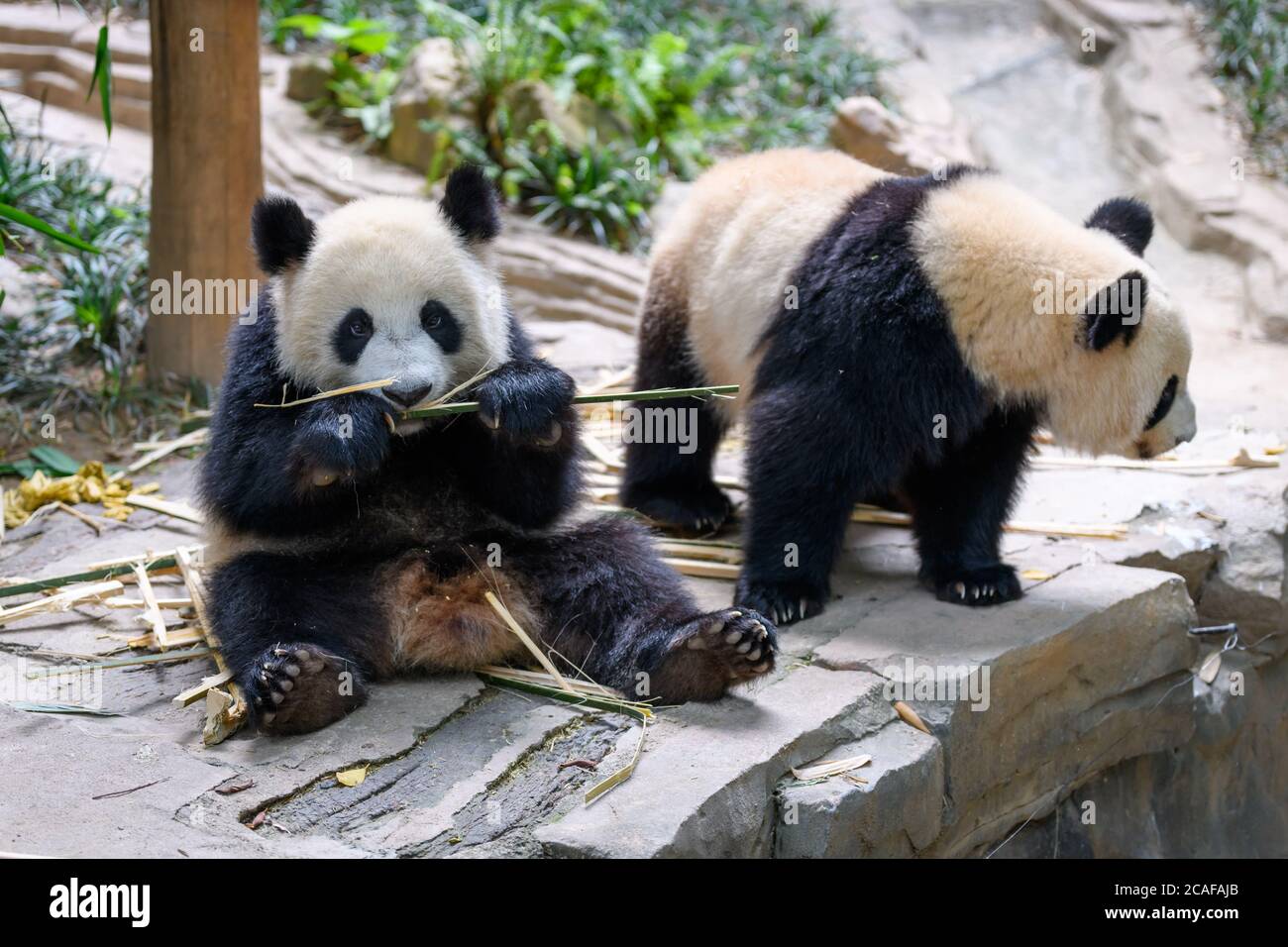 Two cute giant pandas playing together Stock Photo - Alamy