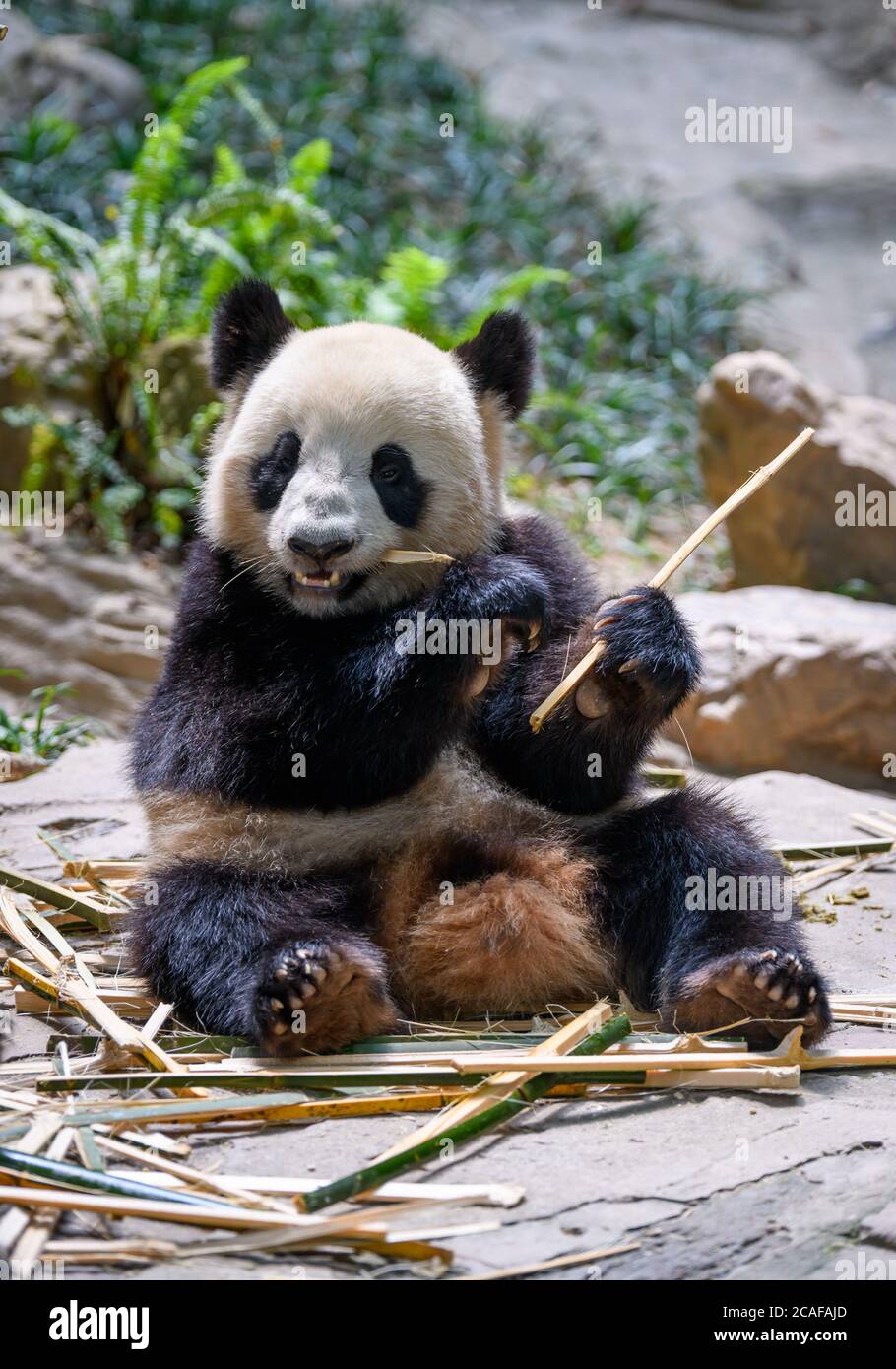 Cute panda sitting and eating bamboo Stock Photo - Alamy
