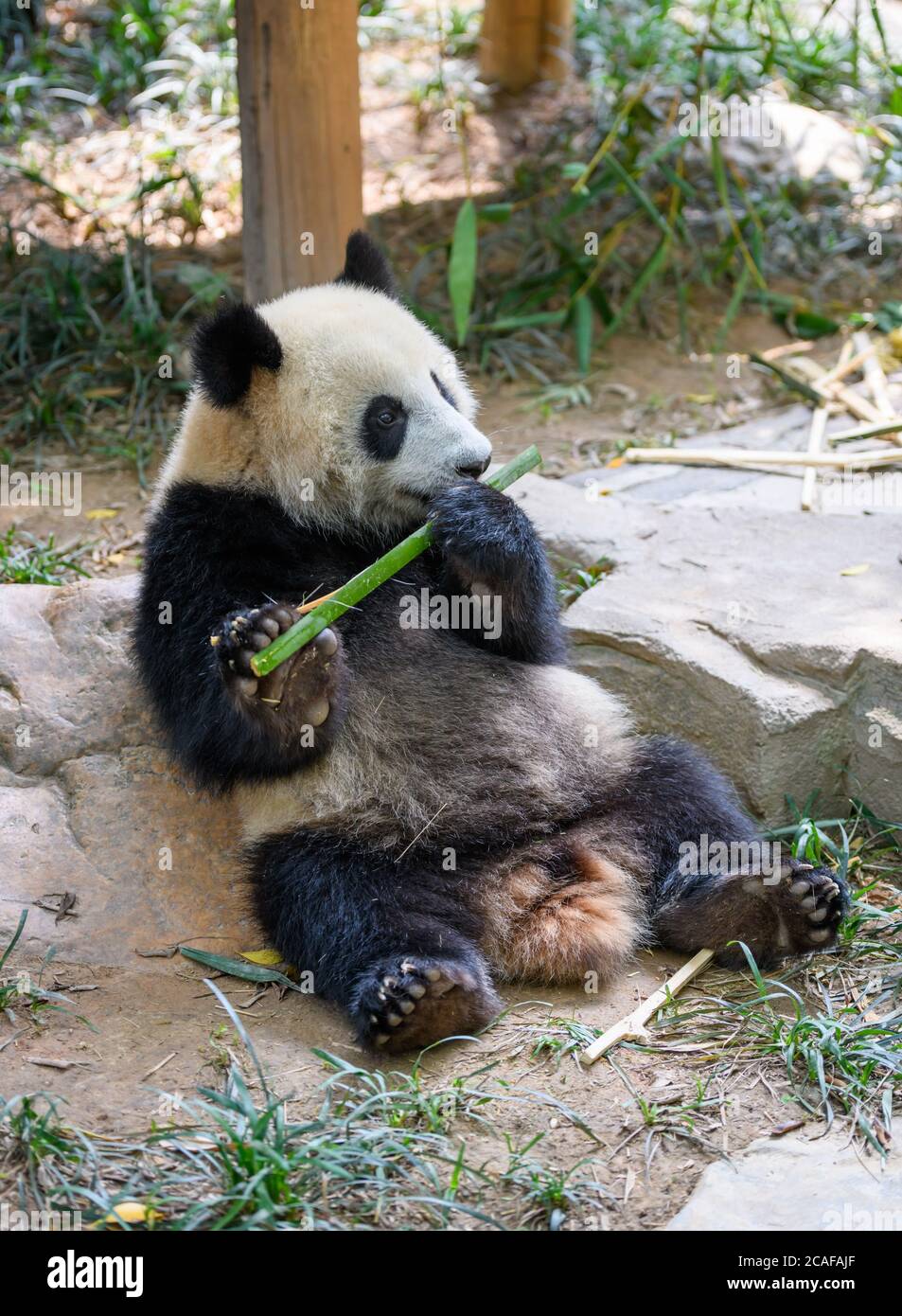 Cute panda sitting and eating bamboo Stock Photo - Alamy