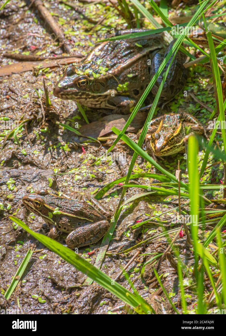 American frogs hi-res stock photography and images - Alamy
