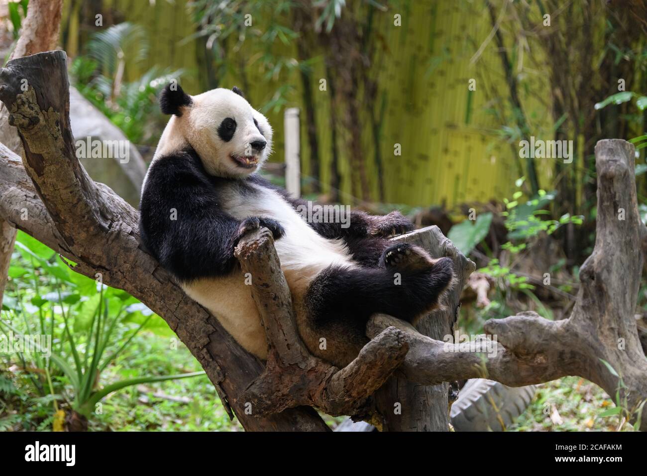 Cute panda resting on the tree Stock Photo - Alamy