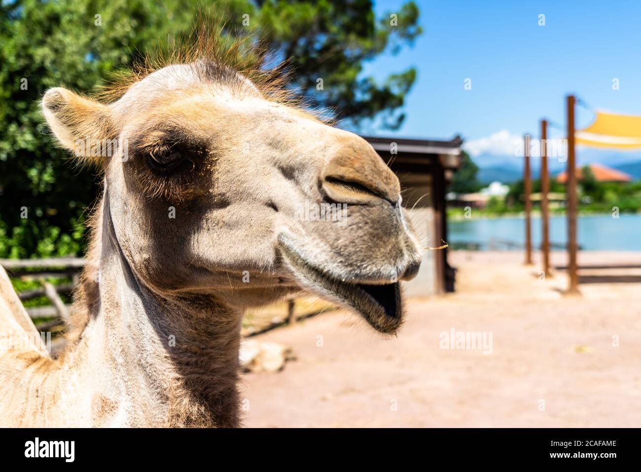 Closeup shot of a camel in the zoo under the sunlight Stock Photo - Alamy
