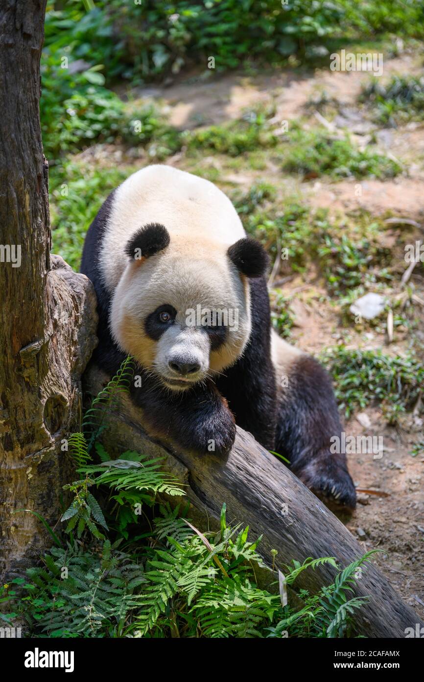 Cute panda in the zoo Stock Photo - Alamy