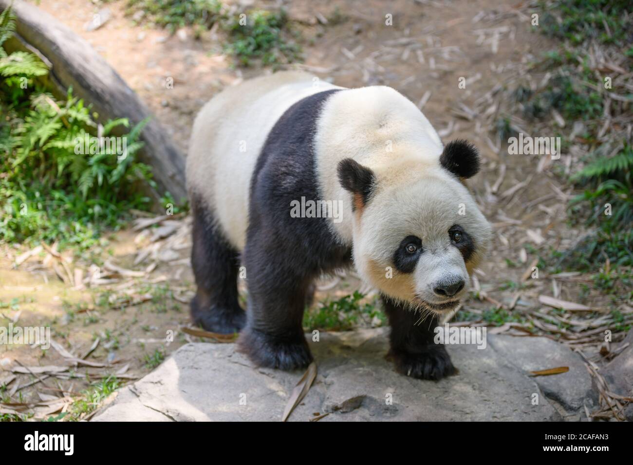 Cute panda in the zoo Stock Photo - Alamy