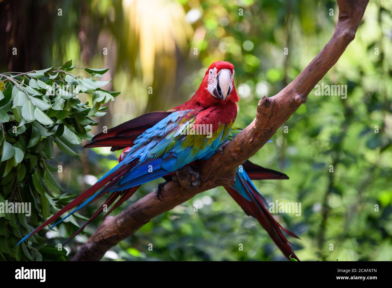Beautiful macaw on the tree Stock Photo - Alamy