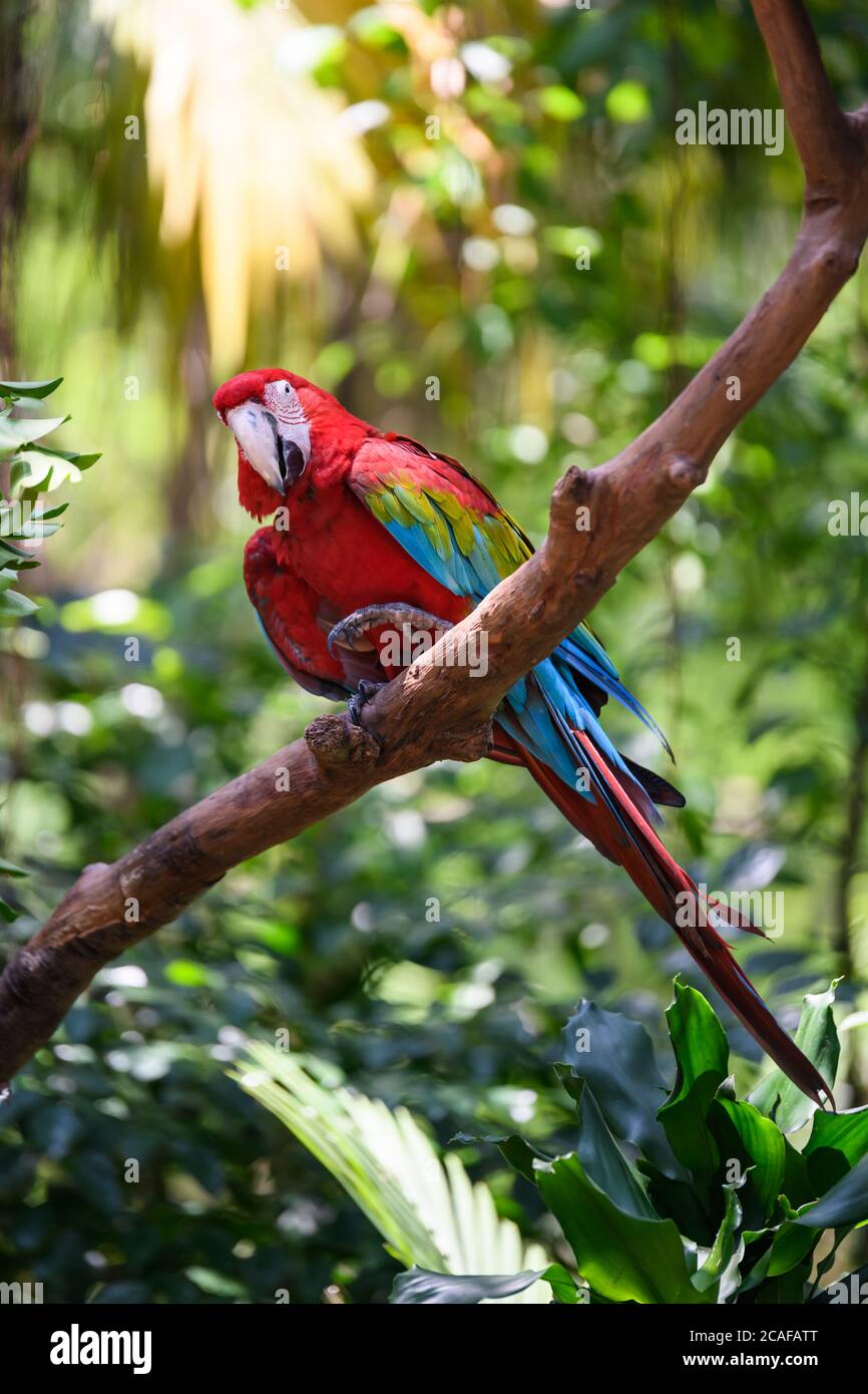 Beautiful macaw on the tree Stock Photo - Alamy