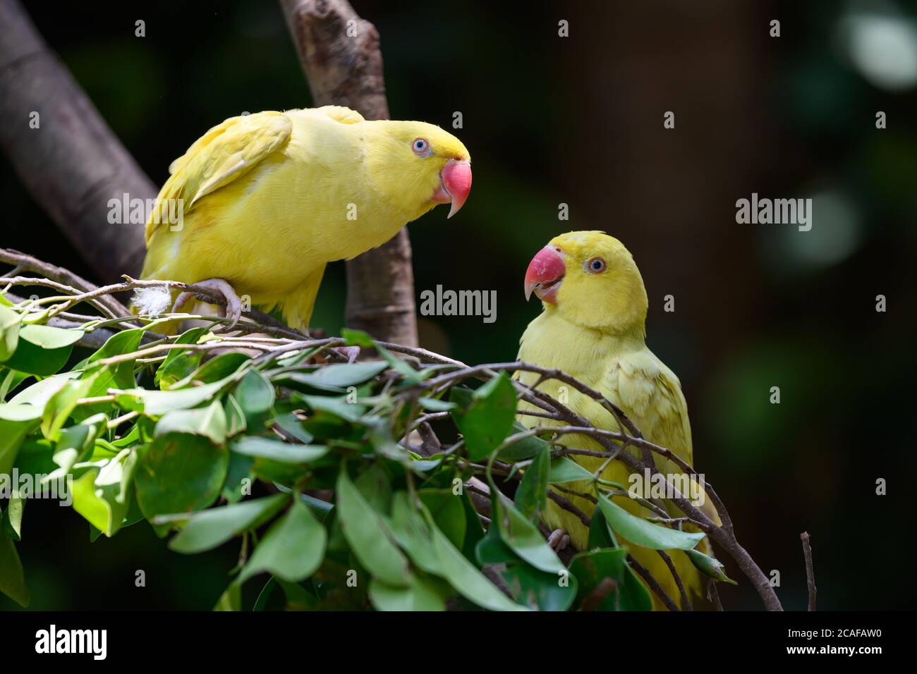Two parrots on a tree hi-res stock photography and images - Alamy