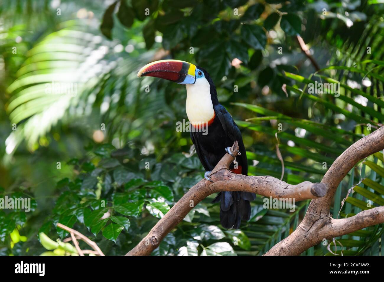 Pretty toucan on the branch Stock Photo - Alamy