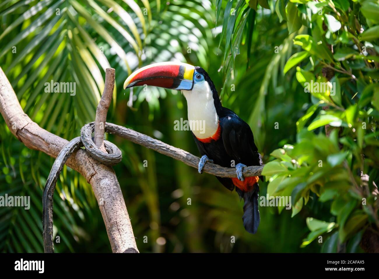 Pretty toucan on the branch Stock Photo - Alamy