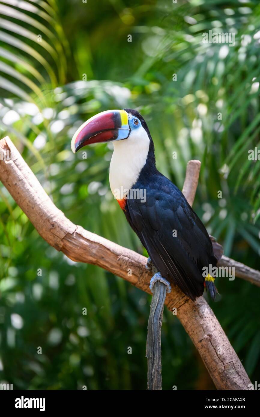 Pretty toucan on the branch Stock Photo - Alamy