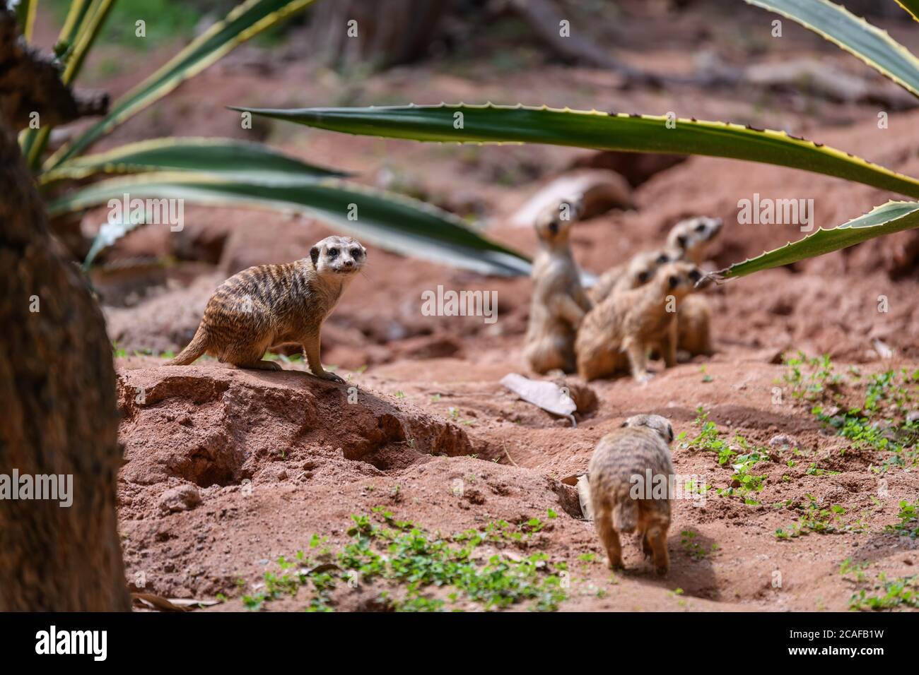 Suricata suricatta stands and observes Stock Photo - Alamy