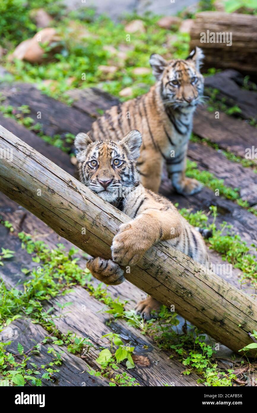 Cute little tiger in the zoo Stock Photo - Alamy