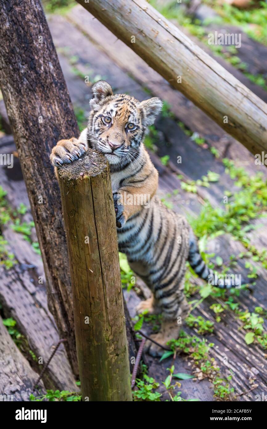 Cute little tiger in the zoo Stock Photo - Alamy