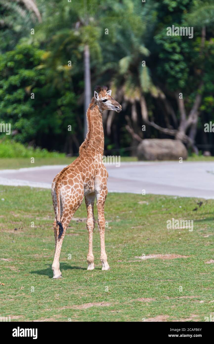 Reticulated giraffe in the zoo Stock Photo - Alamy