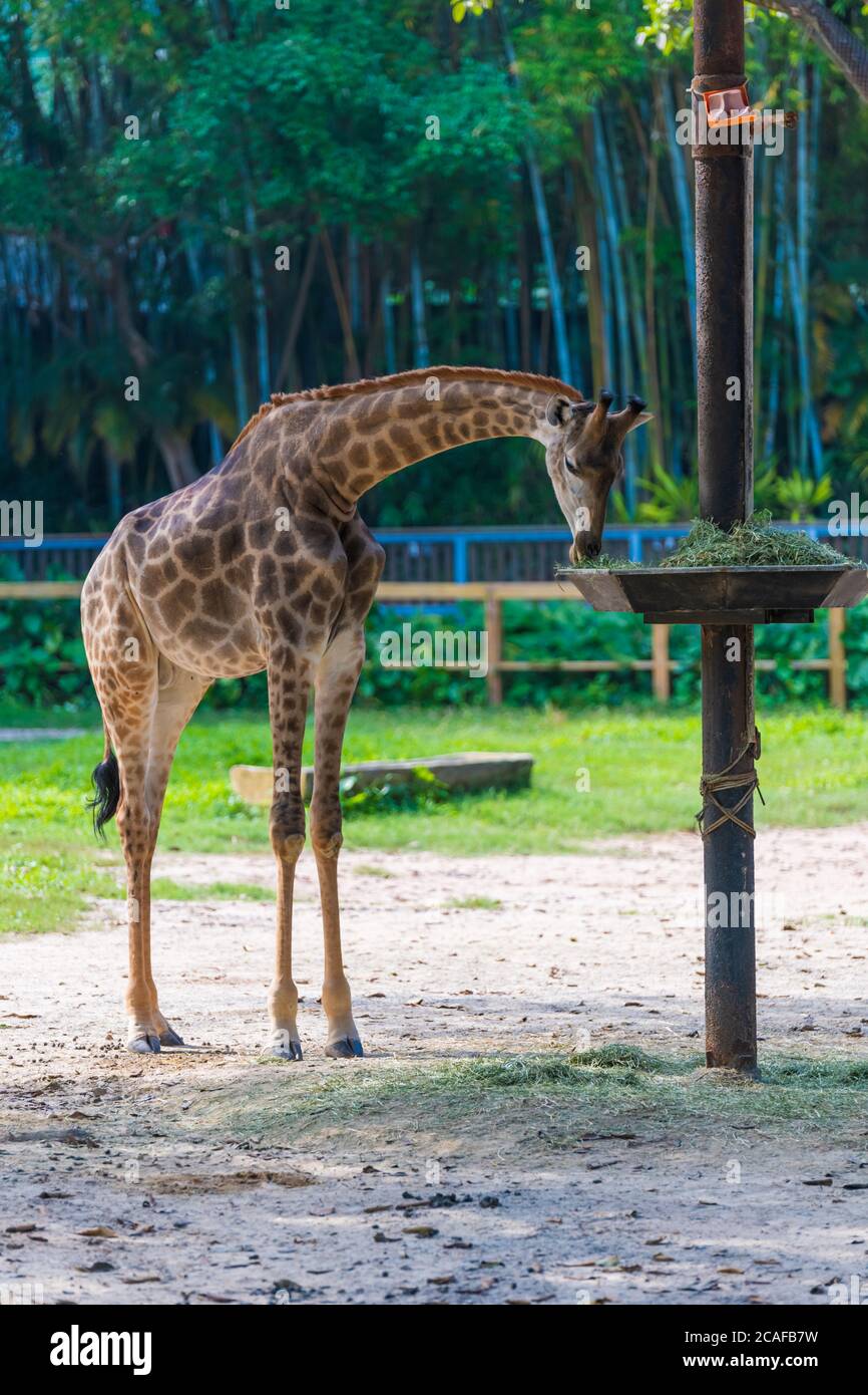 Reticulated giraffe in the zoo Stock Photo - Alamy