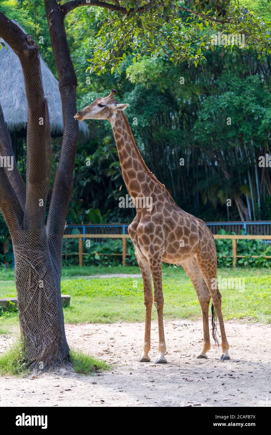 Reticulated giraffe in the zoo Stock Photo - Alamy