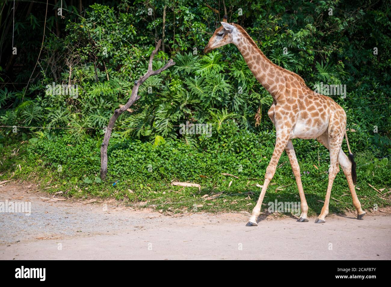 Reticulated giraffe in the zoo Stock Photo - Alamy
