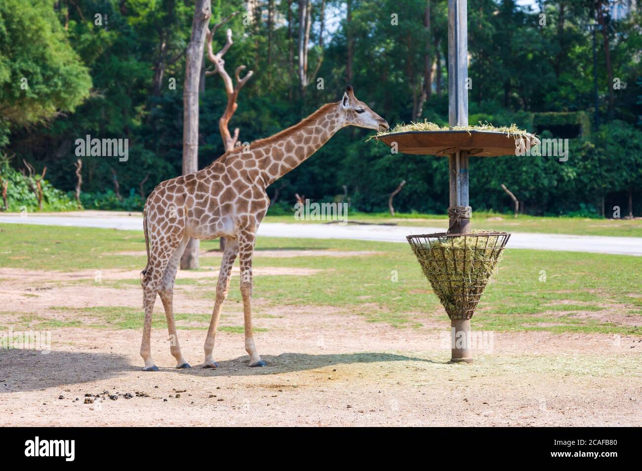 Reticulated giraffe in the zoo Stock Photo - Alamy