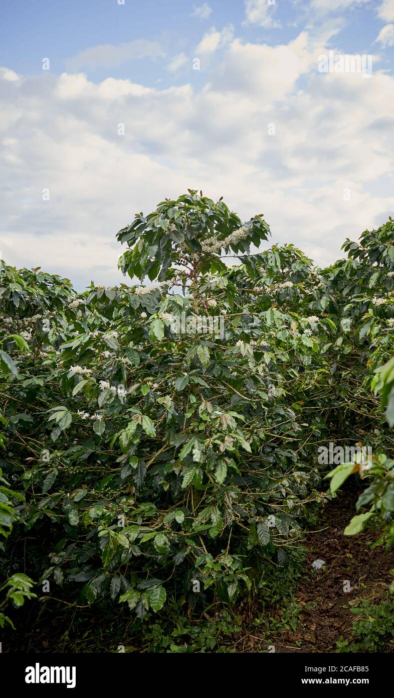 Coffee cultural landscape colombia hi-res stock photography and images ...