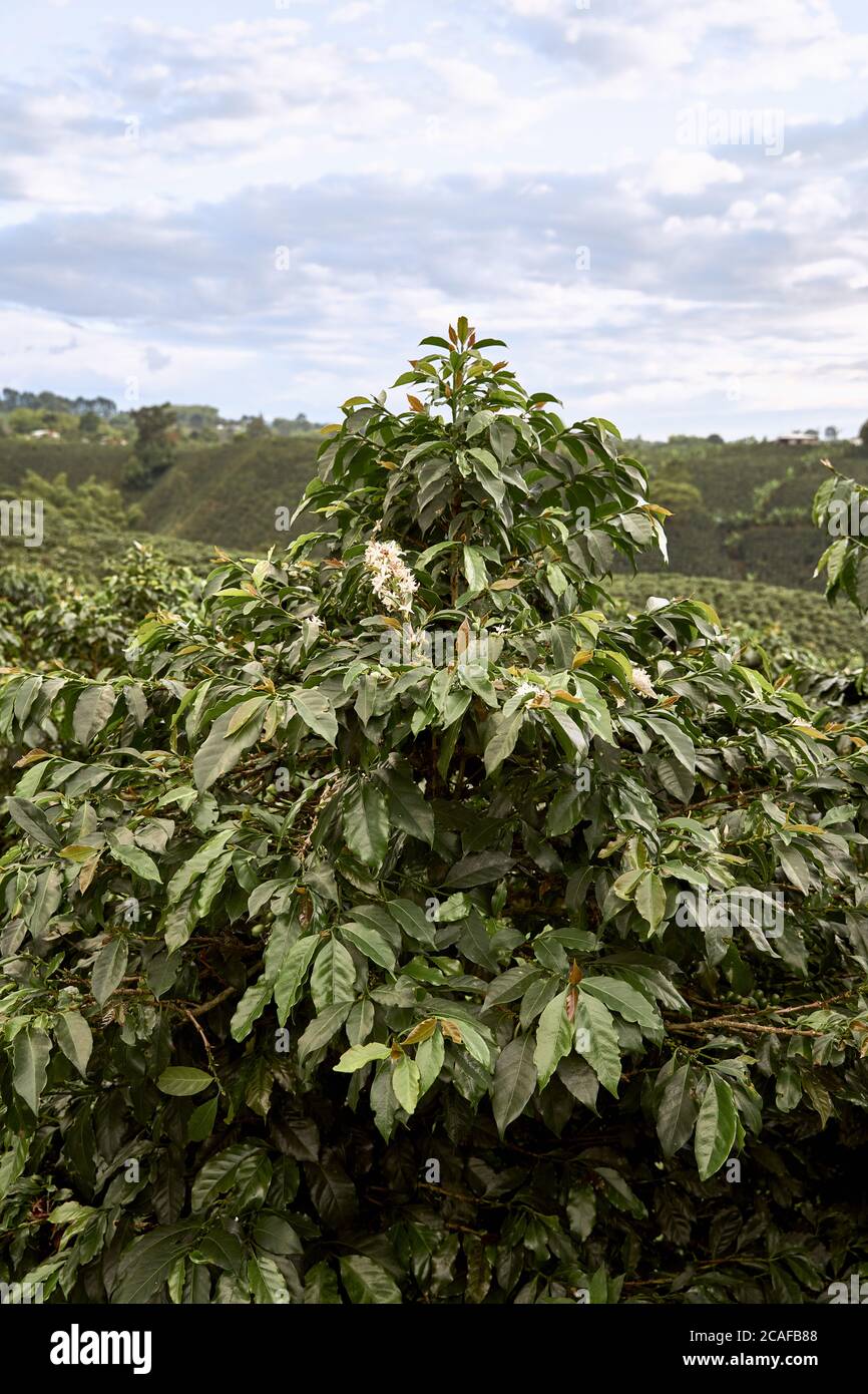 Coffee cultural landscape colombia hi-res stock photography and images ...