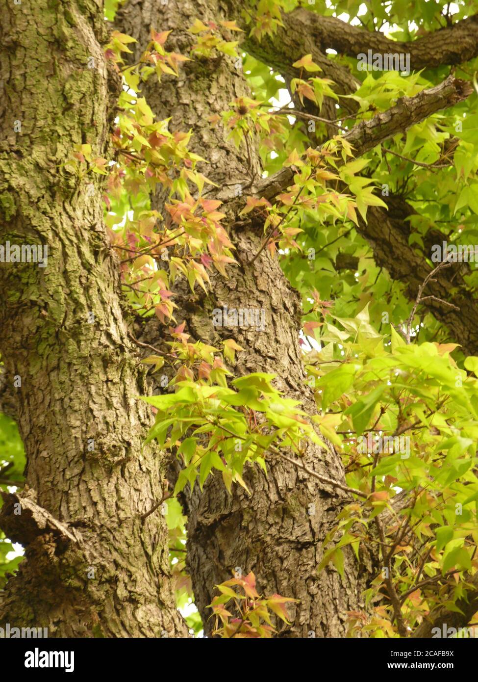 Chinese sweet gum tree hi-res stock photography and images - Alamy