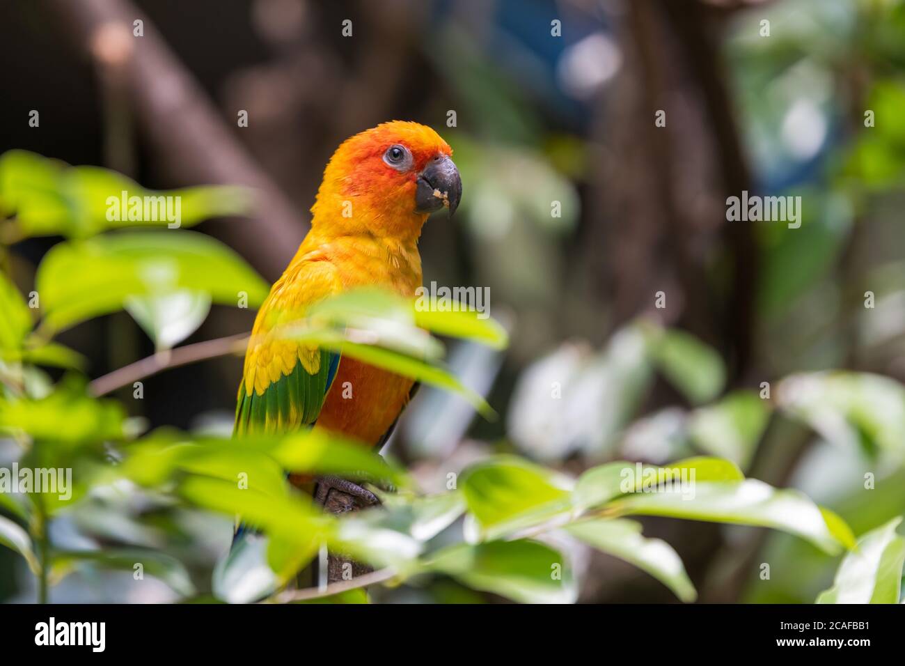 Beautiful parrot on the branch Stock Photo - Alamy