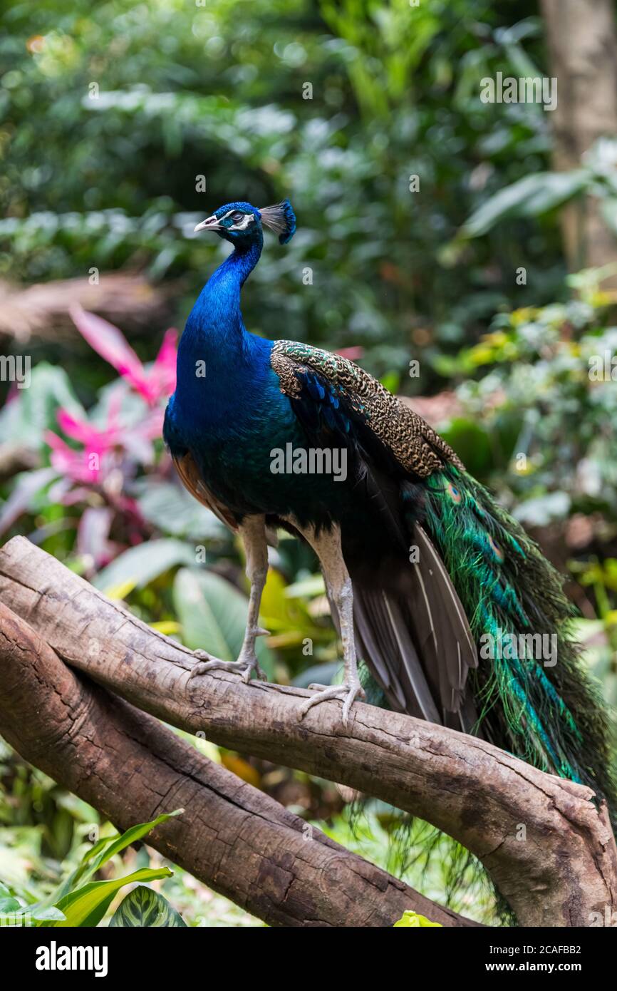 Beautiful peacock on the tree Stock Photo - Alamy