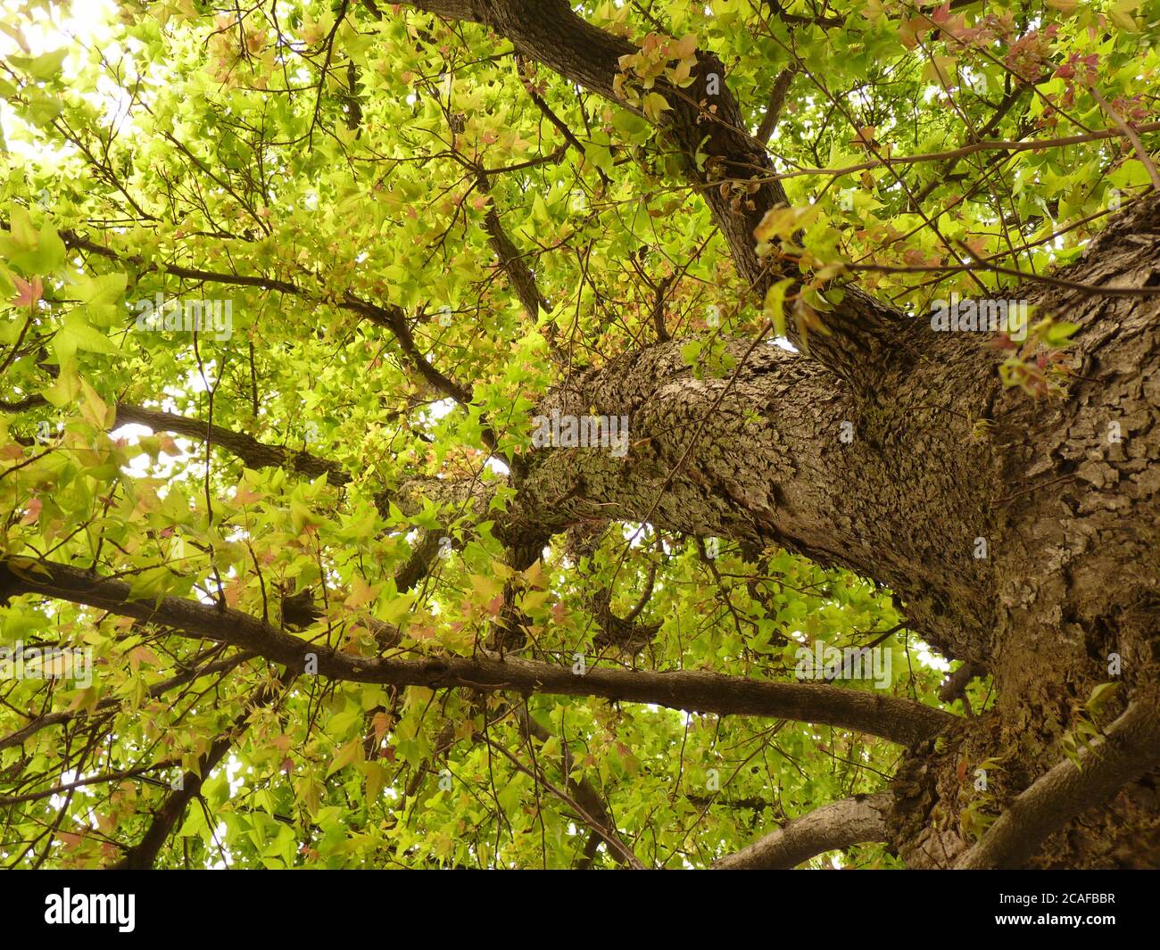 Fragrant maple hi-res stock photography and images - Alamy