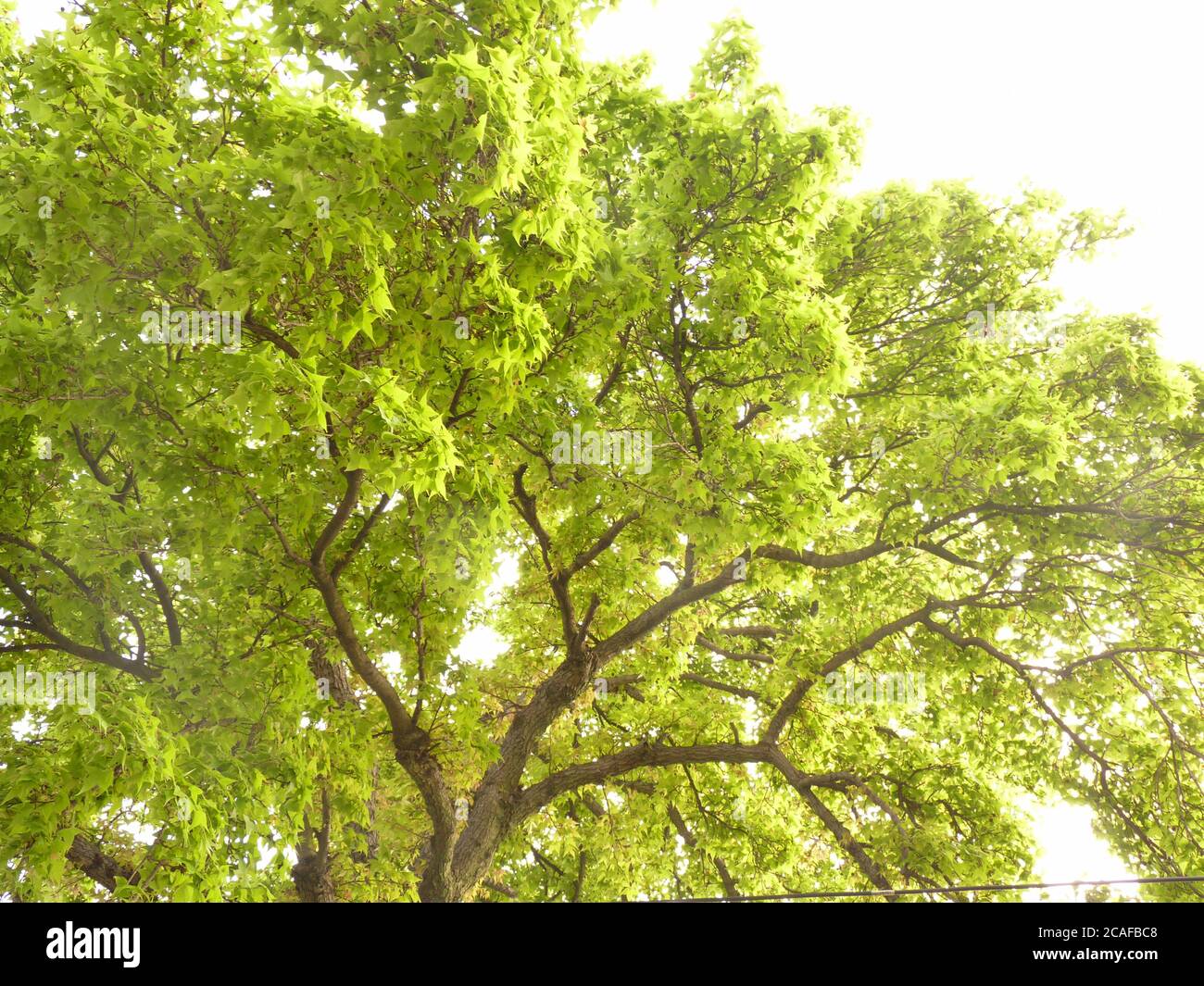 Beautiful shot of a Formosan Sweet Gum tree on a white background Stock ...