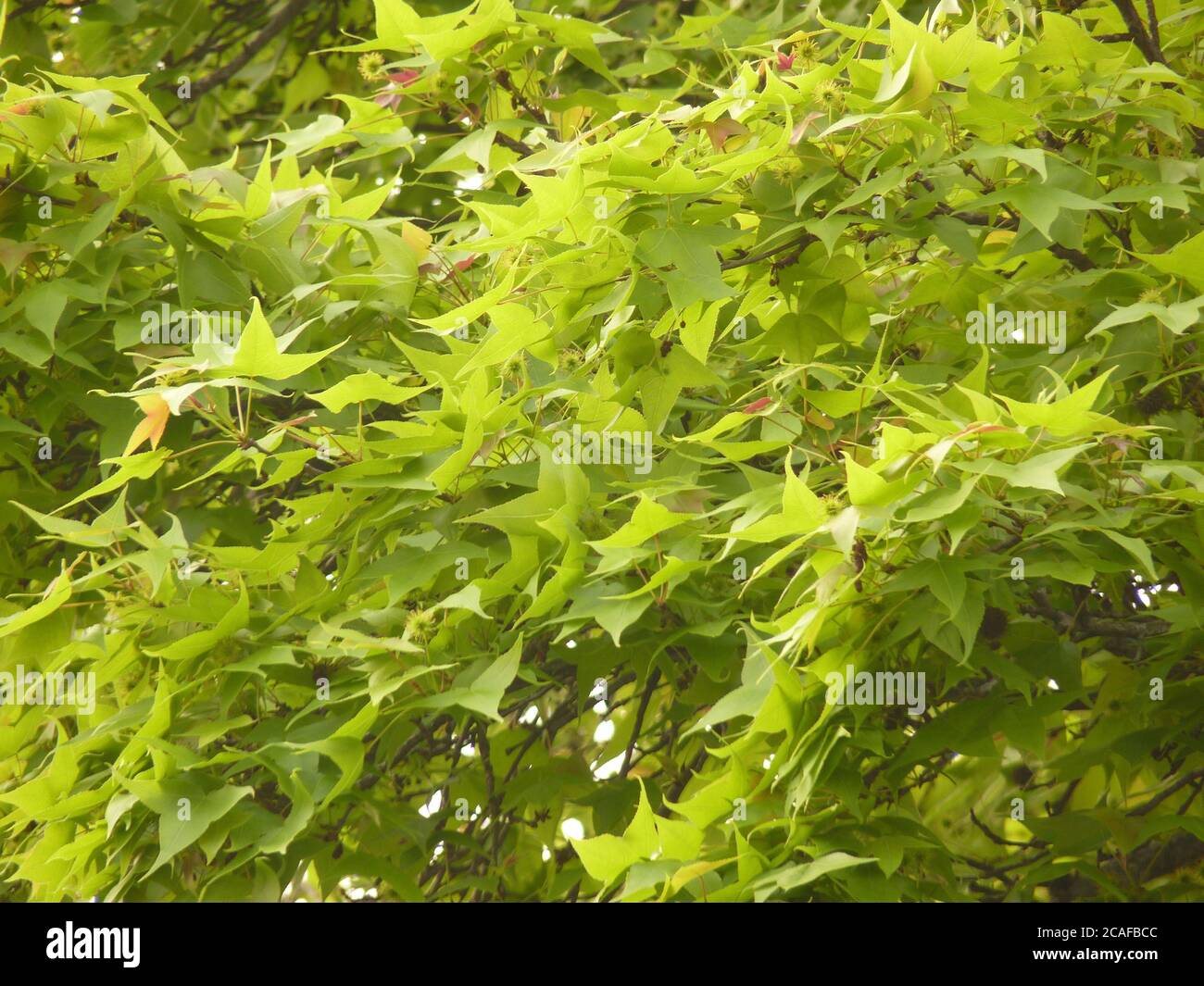 Chinese sweet gum tree hi-res stock photography and images - Alamy