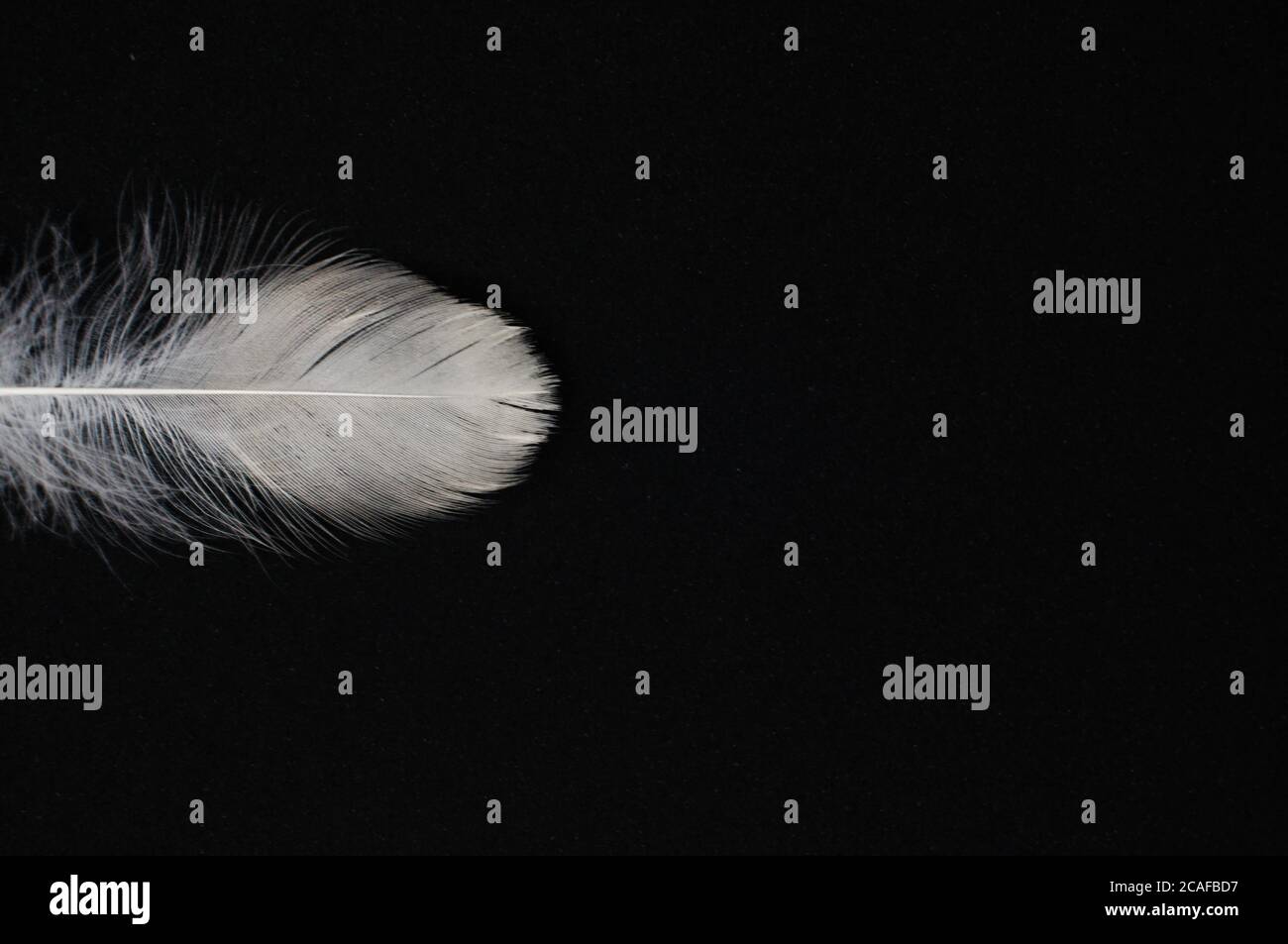 Gray feather isolated on a black background - perfect for wallpaper ...