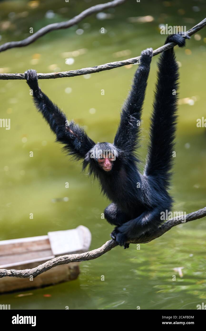 Monkey grove hi-res stock photography and images - Alamy